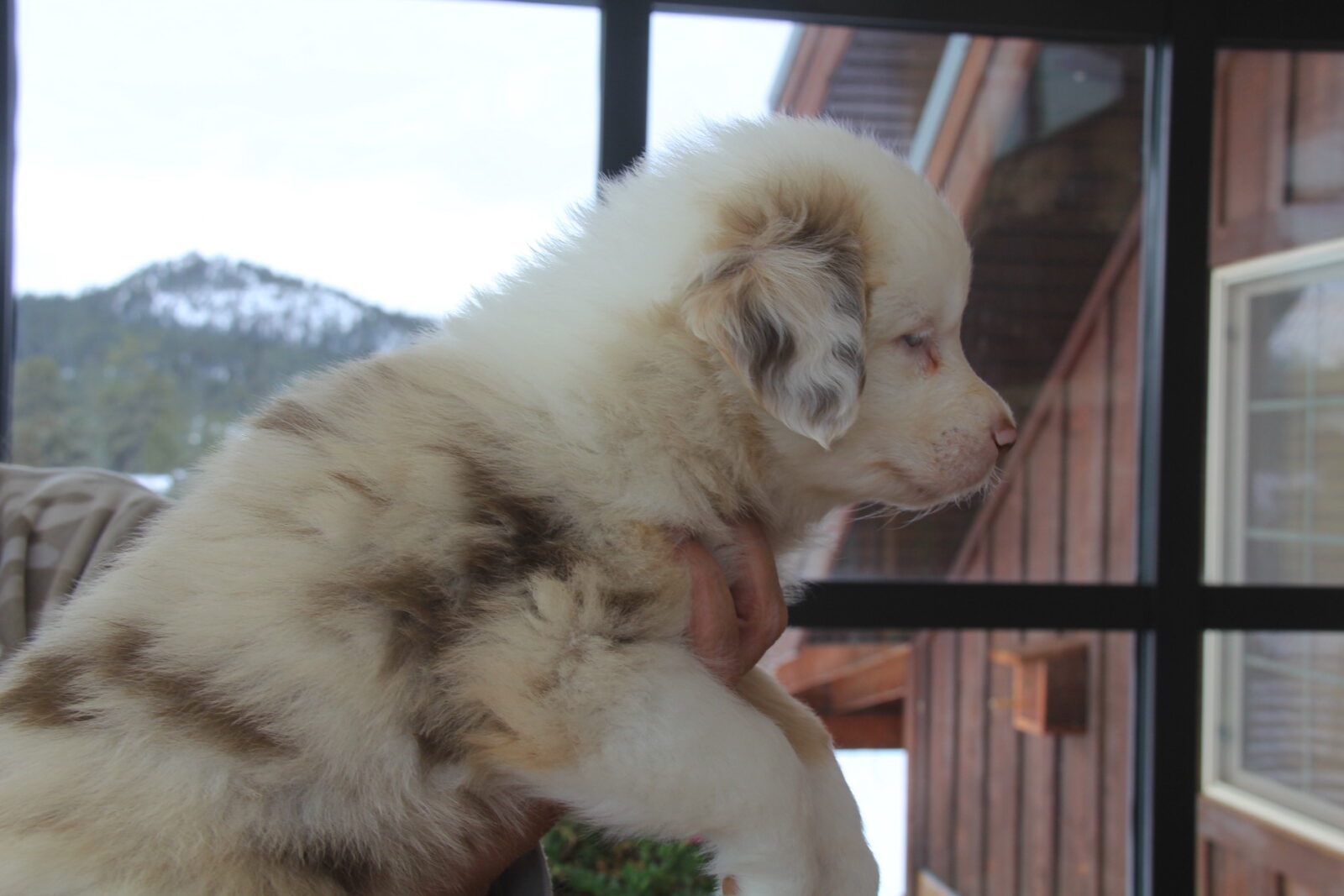 Australian Shepherd Puppies For Sale in Colorado | Colorado's Buck ...